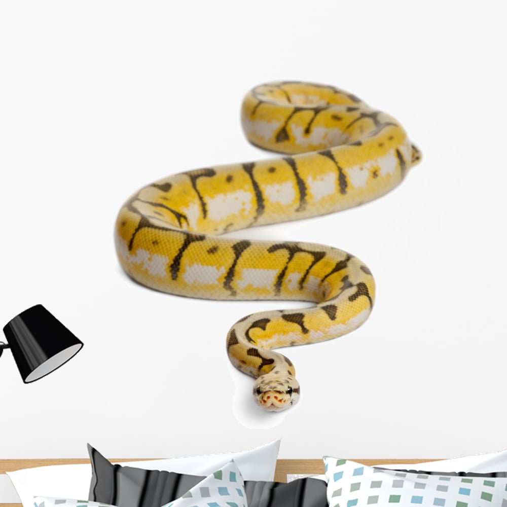 Female Killerbee Royal Python Wall Decal by Wallmonkeys Peel and Stick ...