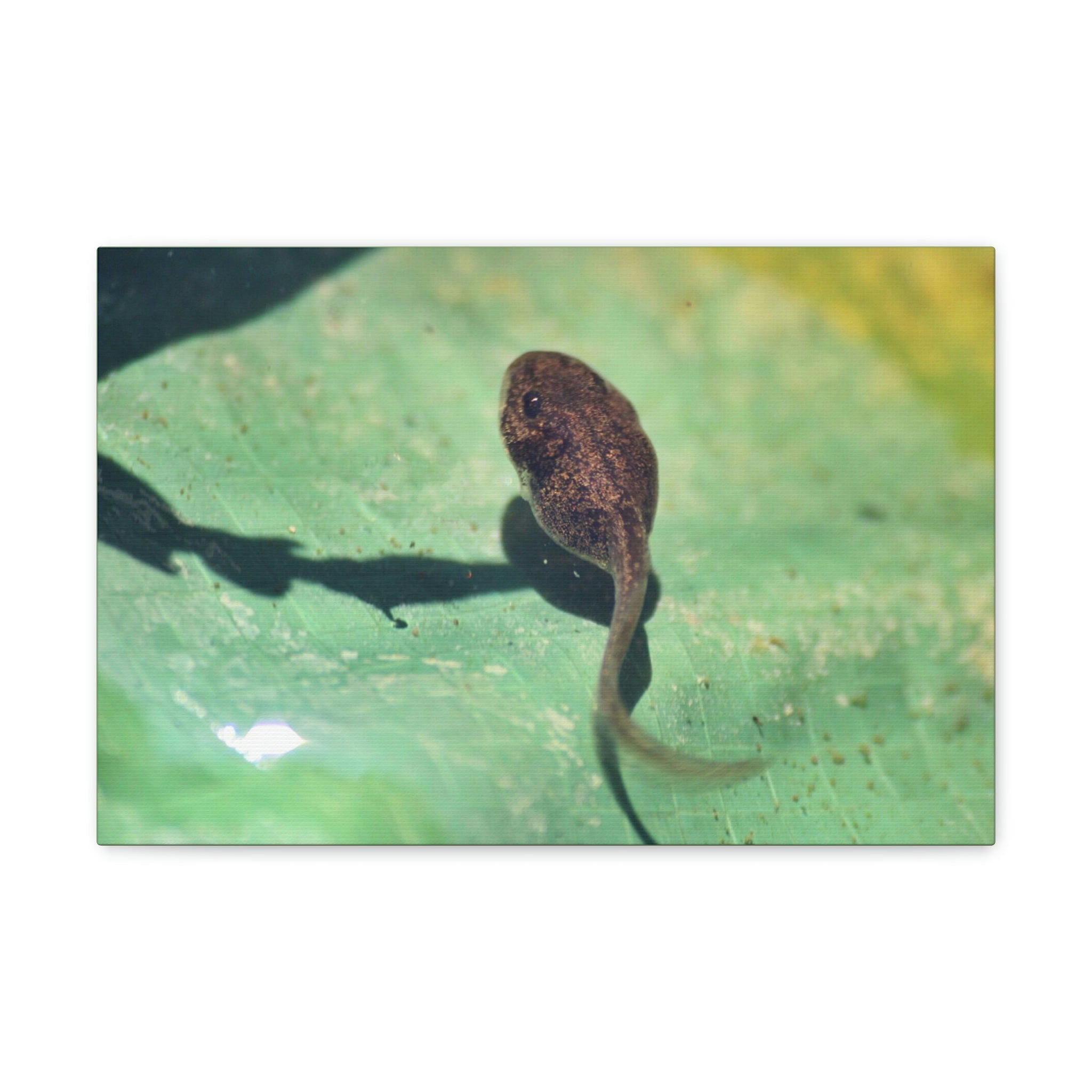 Tadpole Hunting Tadpole on Hunt Print Animal Wall Art Wildlife Canvas ...
