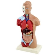 4D Half Clear Human Torso Anatomy Model - Walmart.com