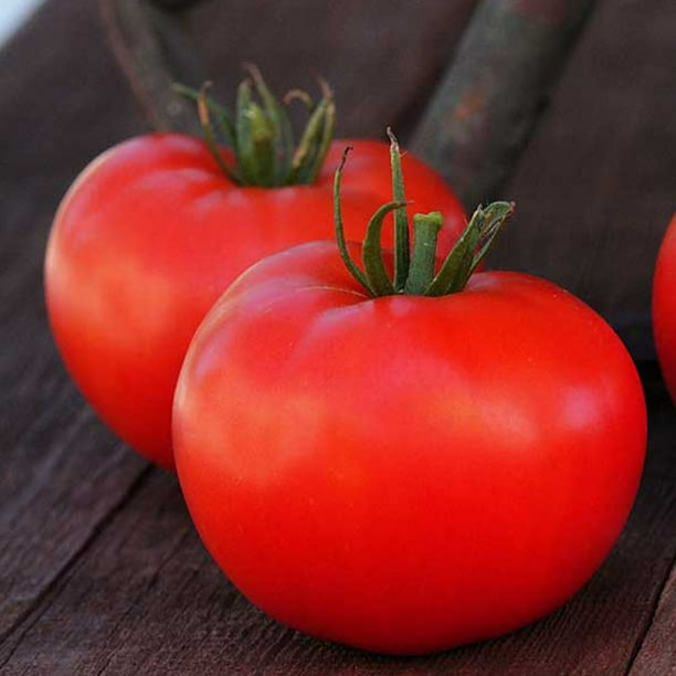 Rutgers Tomato Seeds ~25 Seeds - Heirloom, Open Pollinated, Non-GMO ...