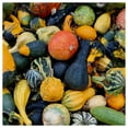 Everwilde Farms - 1 oz Small Mixed Gourd Seeds - Gold Vault Bulk Seed ...