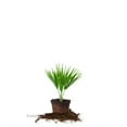 1 Gal. Windmill Palm Cold Hardy Palm Tree, Tropical Interest - Walmart.com