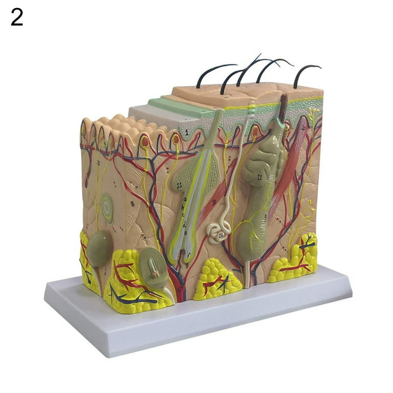 Human Skin Magnified