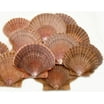 Set of 50: Mexican Flat Scallop Shells Seashells Large 3" Crafts ...