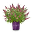 First Editions Buddleia Funky Fuchsia Live Shrub in 2-Gallon Grower Pot - Walmart.com
