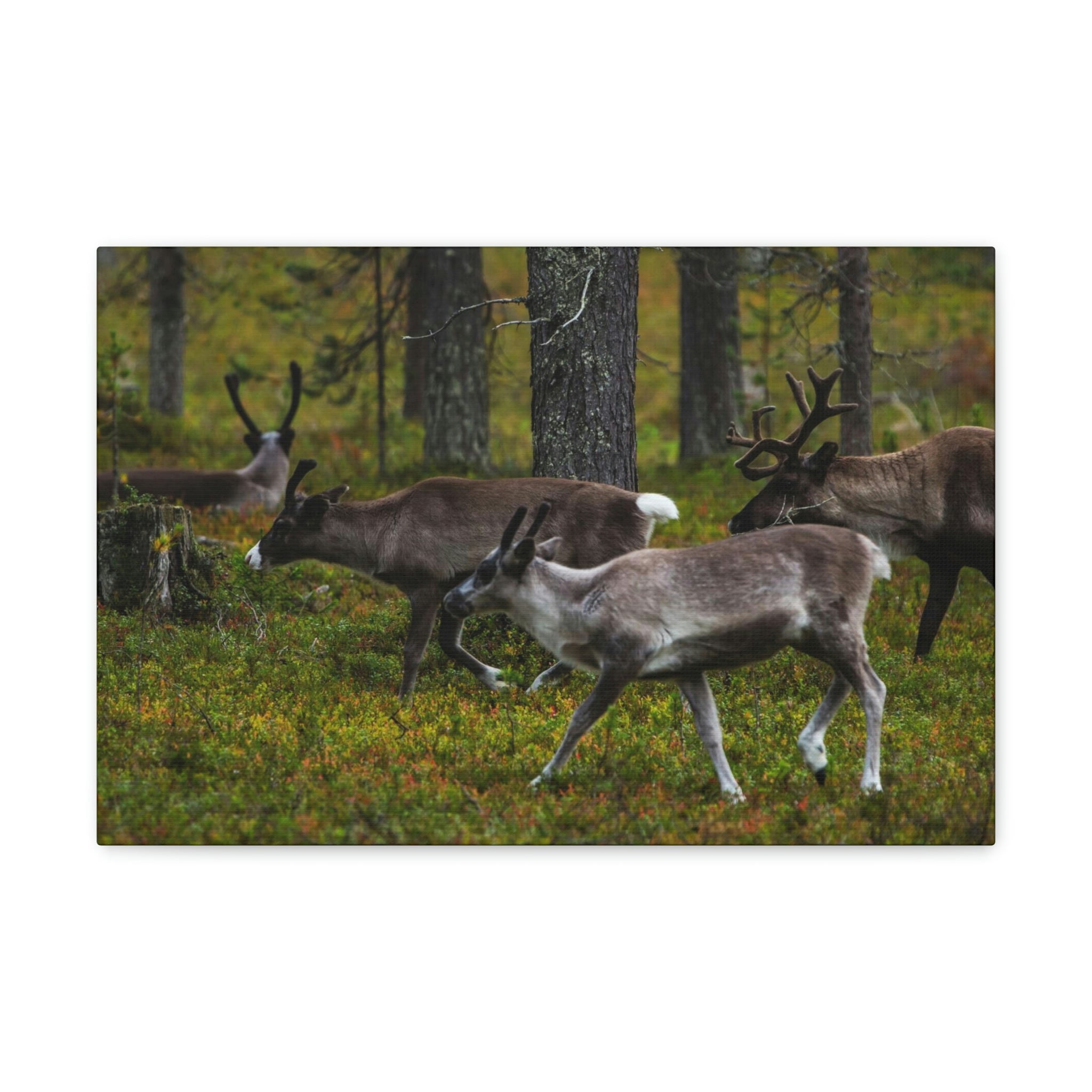 Reindeer Group Reindeer Troop Print Animal Wall Art Wildlife Canvas ...