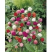 50 Pack, Carousel Mix Zinnia Elegans, Bicolor Flower Seeds in Mixed ...