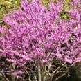 Eastern Redbud Tree – 10 Gallon Potted Plants, Set of 2, Early Spring ...