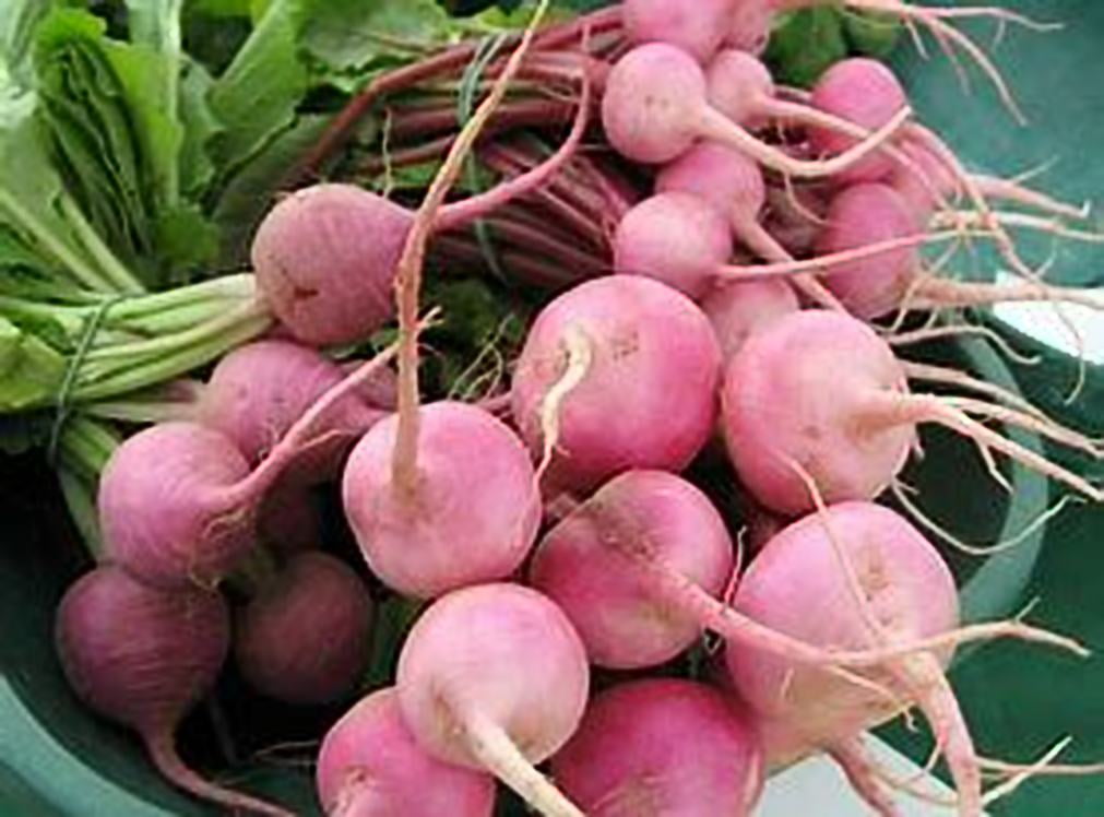 Radish Pink Beauty Great Heirloom Vegetable by Seed Kingdom 200 Seeds ...