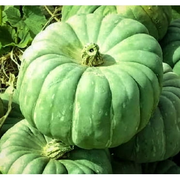 Fairytale Pumpkin Seeds for Planting (10 Seeds) - Musquee de Provence ...
