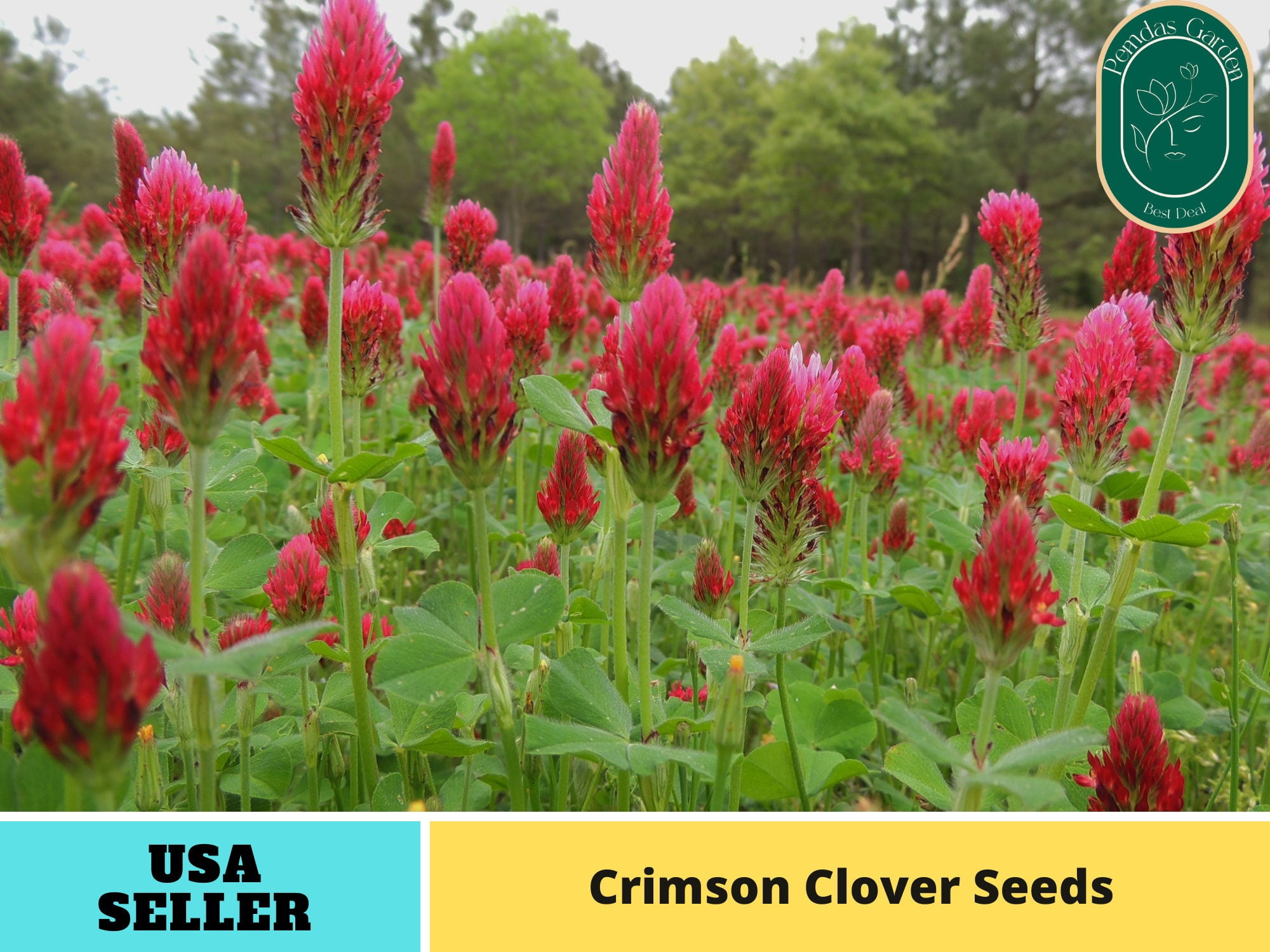 40+Seeds| Crimson Clover Seeds - Authentic Seeds - Perennial~ GMO Free ...