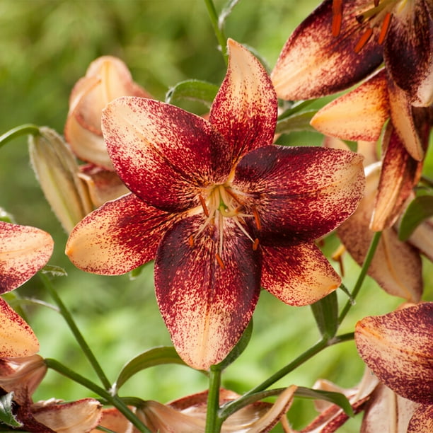 Flower Bulb Catalogues