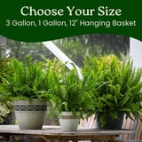 Tropical Plants of Florida: Live Kimberly Queen Fern, 26"-32" Indoor ...