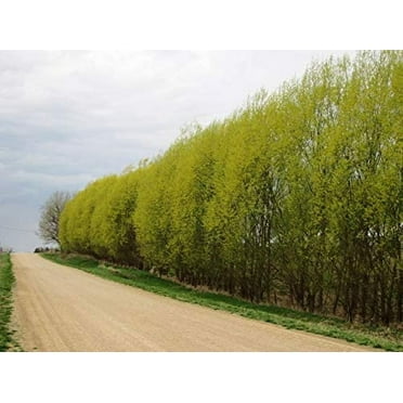 Hybrid Willow Trees - Fast Growing Privacy Trees for Shade (20 Live ...