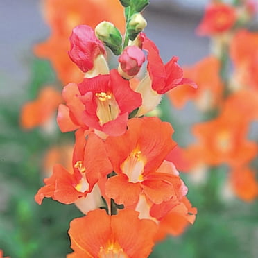 Snapdragon Flower Seeds - Sonnet Series F1 - 1000 Seeds - Bronze Blooms ...