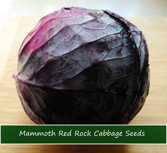 Vegetable Seeds- Cabbage-Mammoth Red Rock Cabbage -50 Seeds - Walmart.com