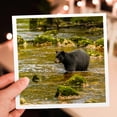 3drose, Canada, Inside Passage. Black Bear Fishing for Salmon on Qua ...