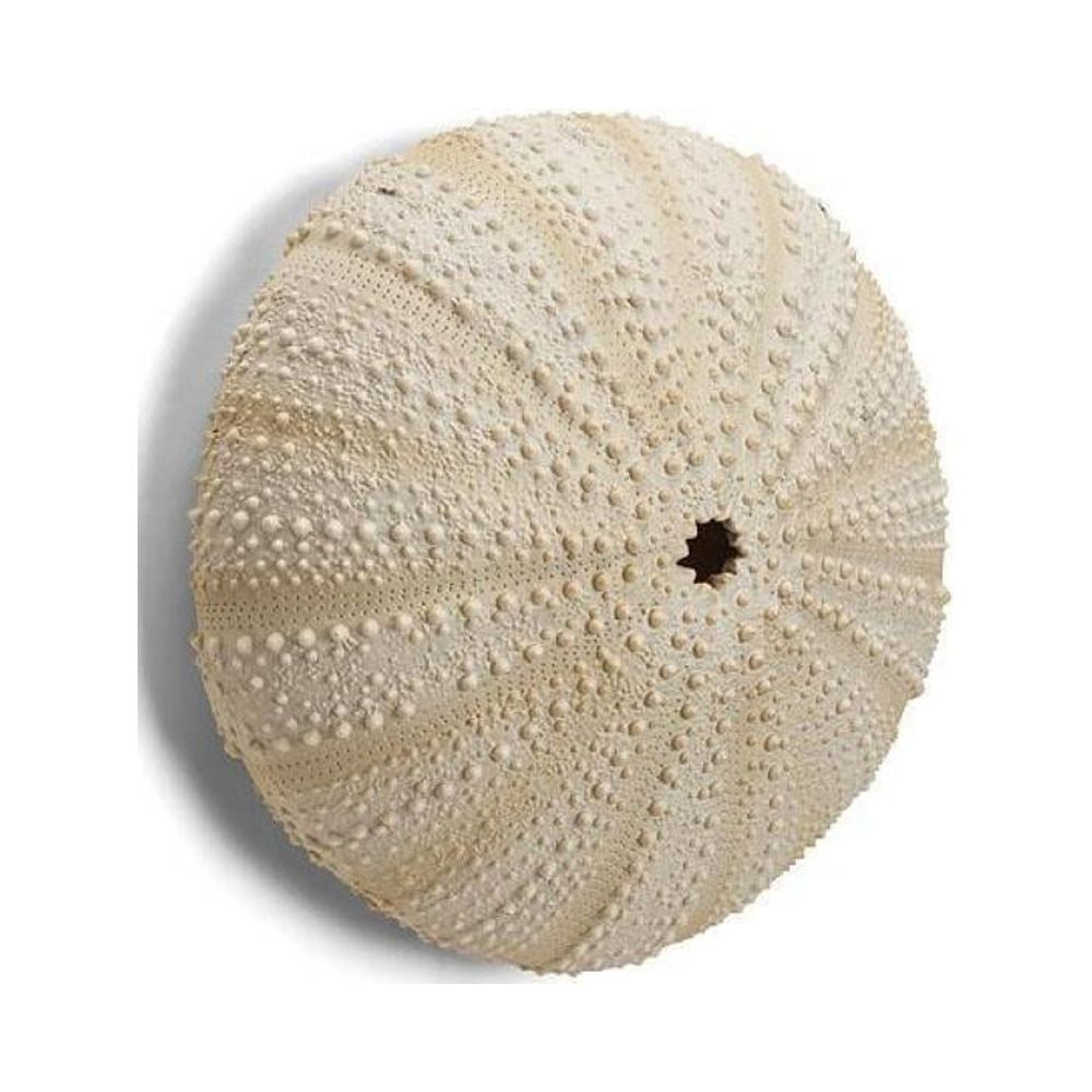 Click here for Unbranded Set Of 2 Round Urchin Wall Decor 7X7X2.5 prices