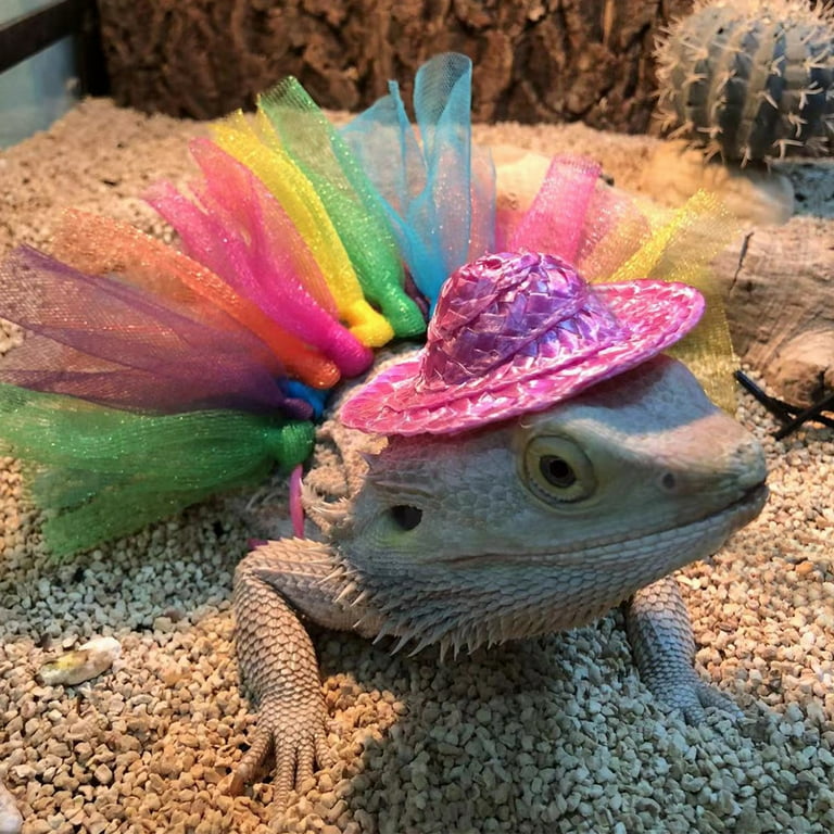 Cute Bearded Dragon Costumes