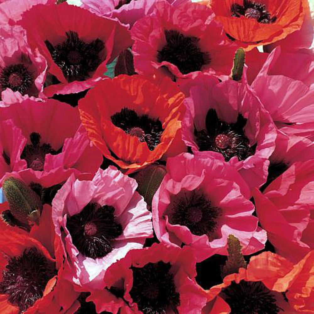 Fruit Punch Oriental Poppy - Papaver - 5" Silky, Ruffled Blooms - 8 ...