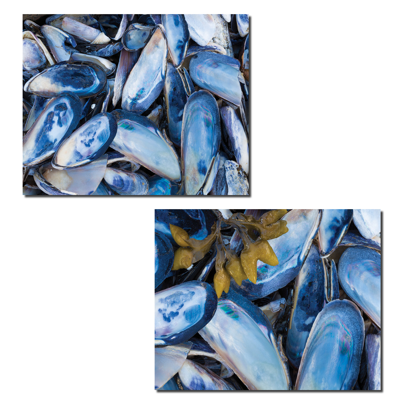 Mussels | Beautiful Close-Up of Sea Mussels; Coastal Decor; Two 14x11in ...