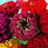 TomorrowSeeds - Meteor Burgundy Zinnia Seeds - 300+ Count - For 2025 ...