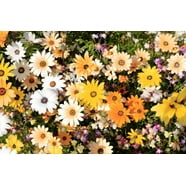 250 GOLDEN MARGUERITE DAISY Dyer's Yellow Chamomile Anthemis Tinctoria ...