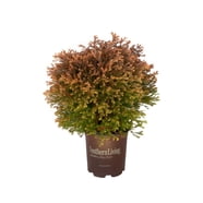 Gold Mop Threadleaf False Cypress (2.5 Quart) Evergreen Shrub - Yellow ...