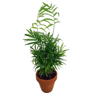 Hirt's Indoor Live House Plant - Victorian Parlor Palm, Chamaedorea - 6 ...