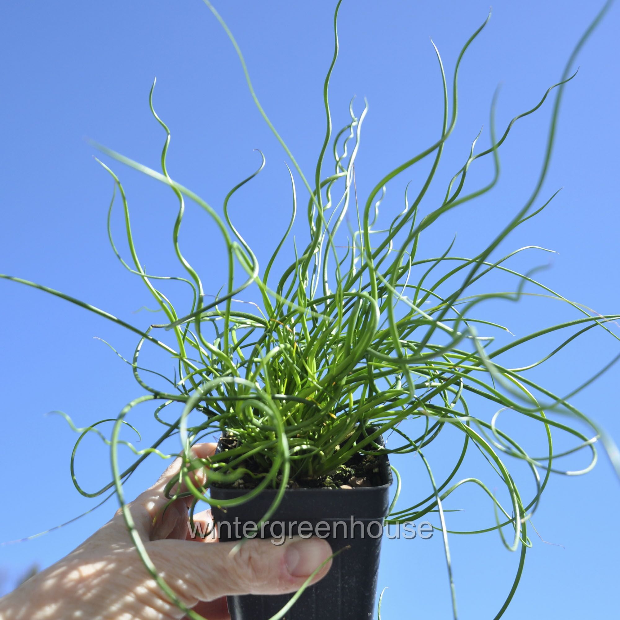 Juncus Effusus Twisted Arrows