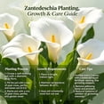 Calla Lily For Planting-Perennial-Garden Stakes-Bold Elegant Accent for ...
