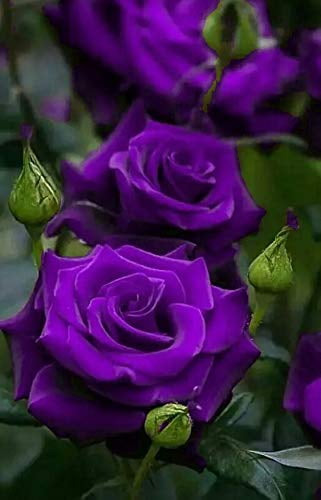 Rare Rose Seeds Royal Purple Rose Bush 20 Seeds - Walmart.com