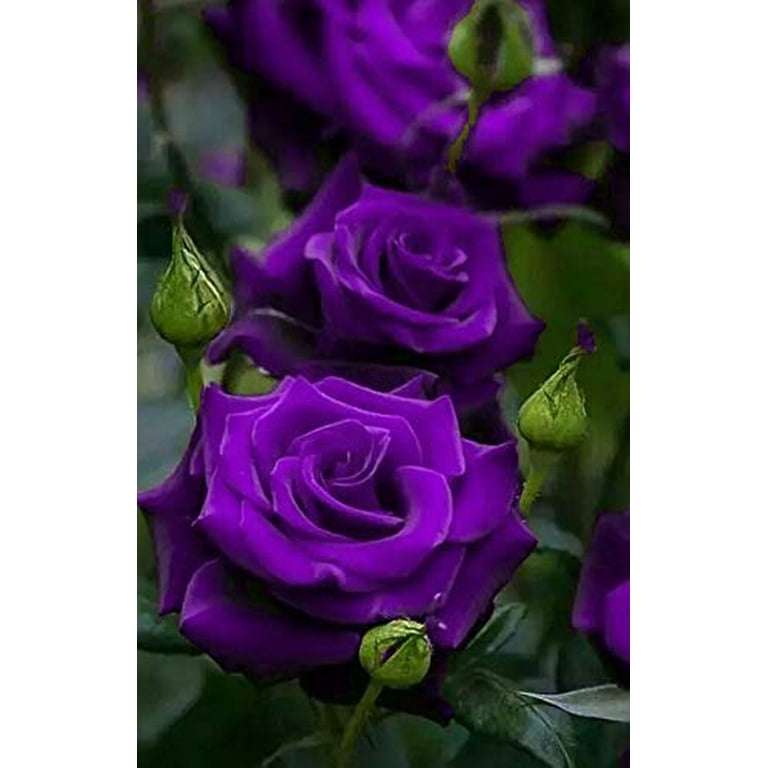 Rare Beautiful Roses