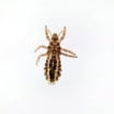 Pediculus Humanus Capitis, W.M. Microscope Slide - Walmart.com