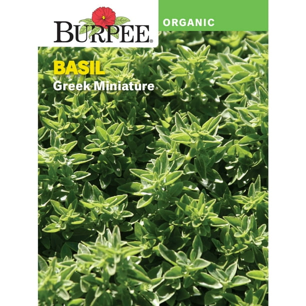Burpee Organic Greek Miniature Basil Herb Seed, 1-pack - Walmart.com ...