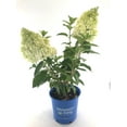 Bloomin Easy 2 gal Hydrangea Moonrock Live Shrubs - Walmart.com