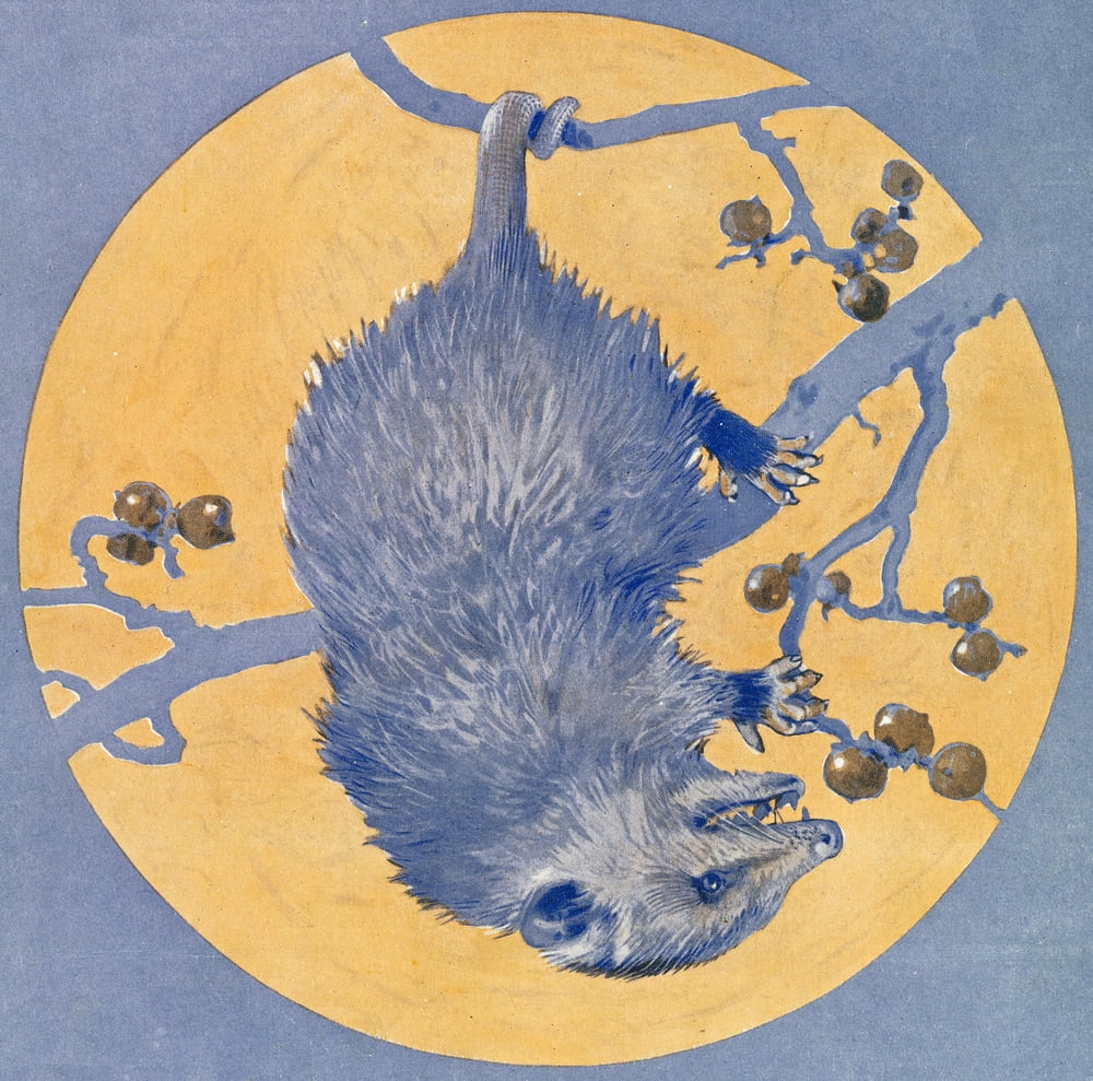 Opossum Hanging upside down under a Full Moon, Vintage Magazine (12x18 ...