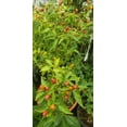 Seeds - Hot Pequin Pepper- 20 Seeds -Super Hot Spicy Flavor- all ...
