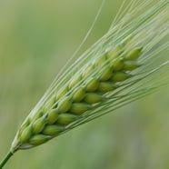 Montezuma Oat Seeds - 1 OZ ~900 Seeds - Non-GMO, Open Pollinated Oats ...