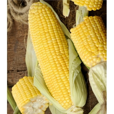 Earthcare Seeds - Sweet Corn Peaches and Cream 100 Seeds - Bi-Colored ...