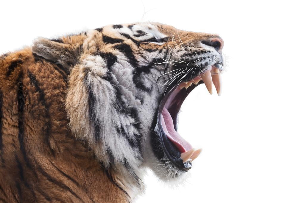 Tiger Growling Side