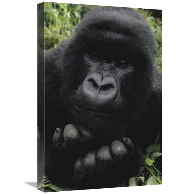 16 x 24 in. Mountain Gorilla Juvenile Portrait, VIrunga Mountains, DRC ...