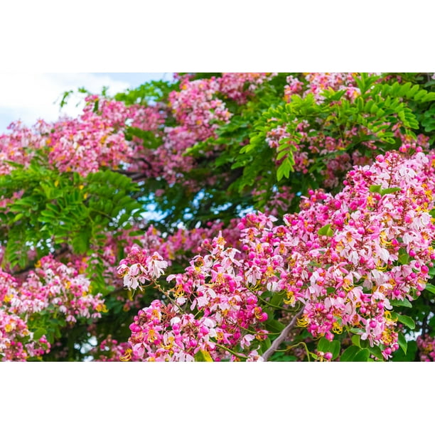 SEED Pack - -10 seeds -Burmese Pink Tree- Masses of pink Flowers ...