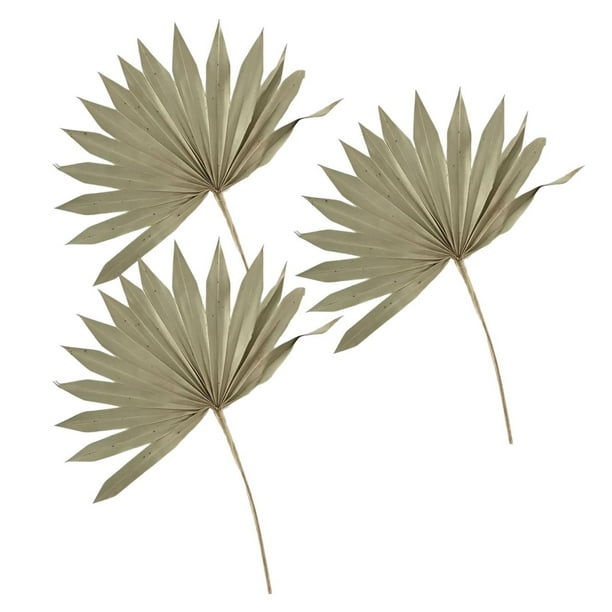 Baohd 3 Pieces Dried Palm Leaves Boho Natural Color for Anniversary ...