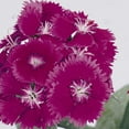 Dianthus Floral Lace Series Flower Seeds - Purple - 500 Seeds - Annual ...