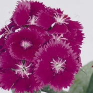 Dianthus Floral Lace Series Flower Seeds - Cherry - 100 Seeds - Annual ...