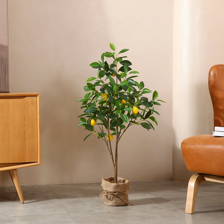 Potted Lemon Tree Indoors