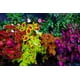Coleus Rainbox Mix Seeds - 100+ Seeds for Planting - Vibrant Blooms ...