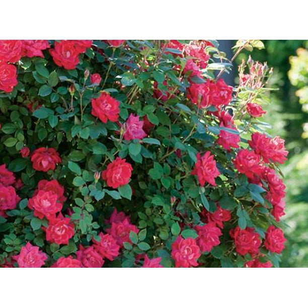 Knock Out Double Red Rose Plant - 2 Gallon - Walmart.com