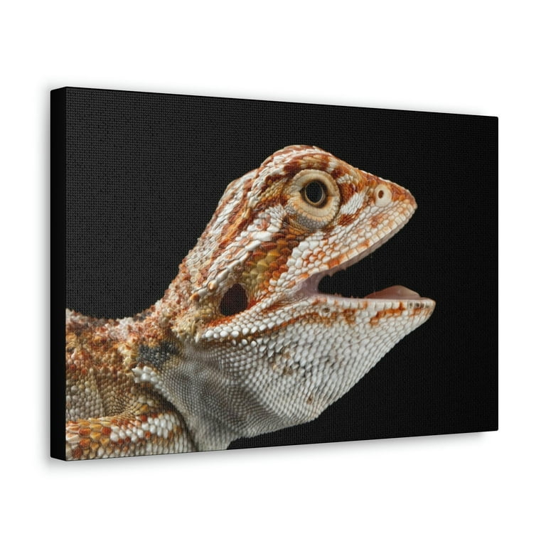 Baby Bearded Dragon Drawing